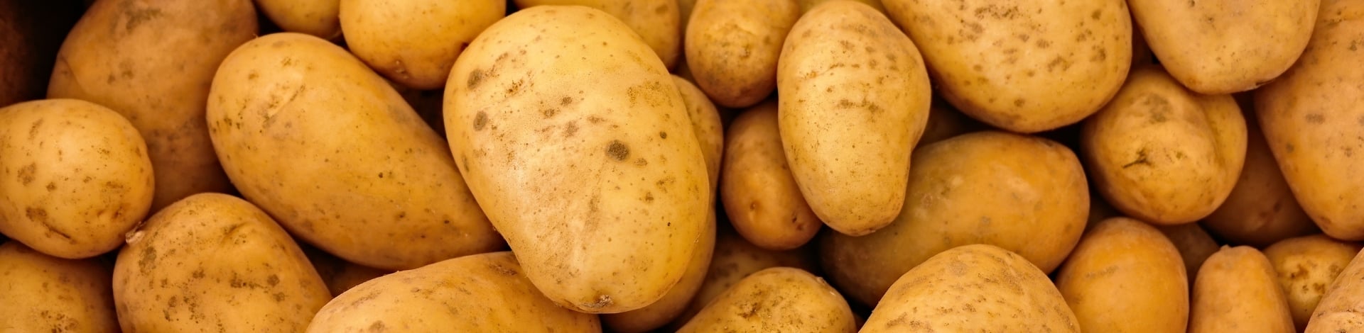 Semina delle patate: guida per coltivatori professionali | ICL Italia