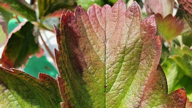 Fosforo in agricoltura: perché è importante e a cosa serve | ICL Italia