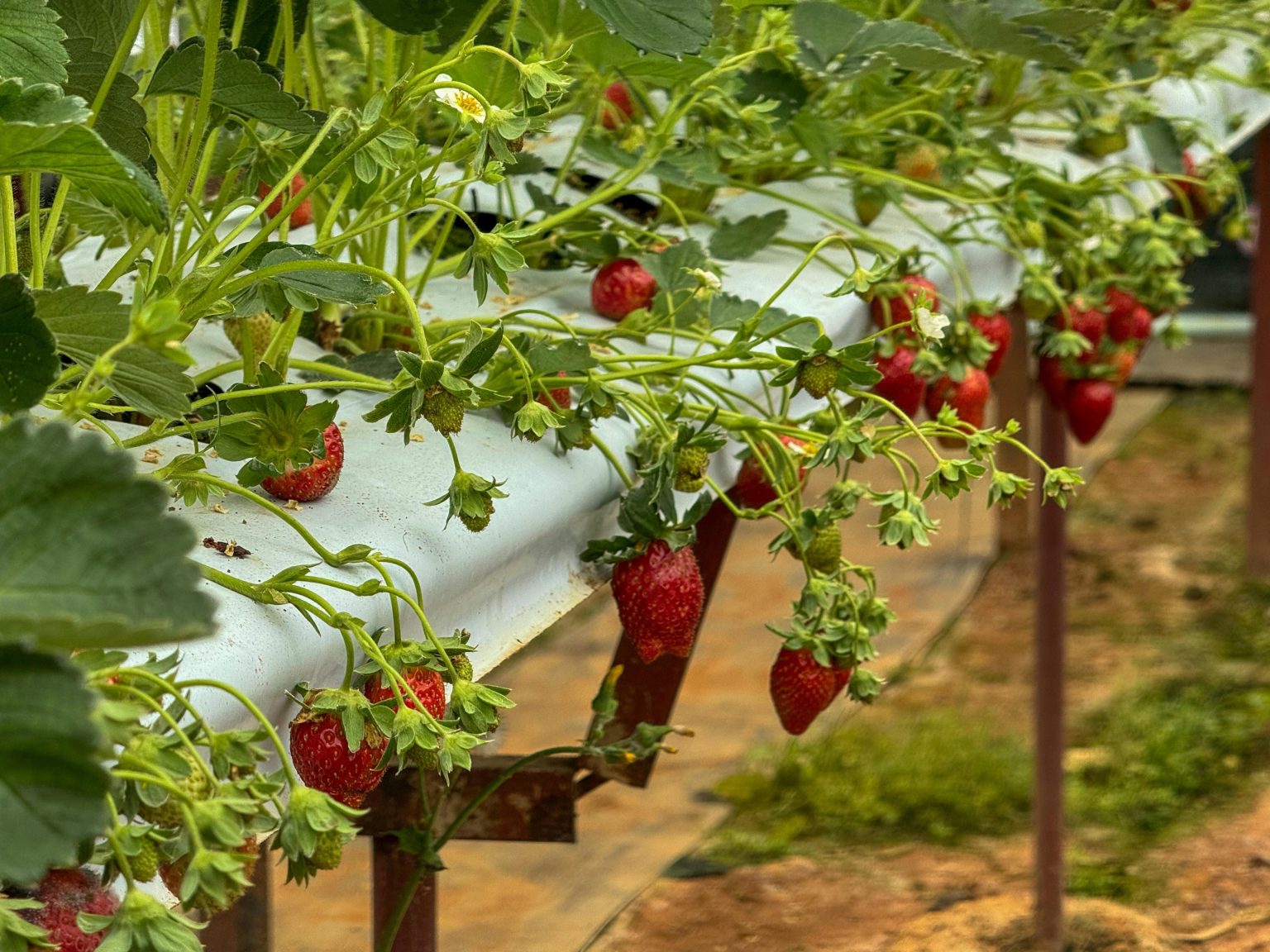 Come seminare le fragole: guida completa | ICL Italia