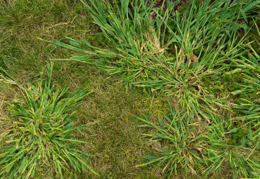 Come eliminare la Digitaria sanguinalis dal prato - Sanguinella | ICL ...