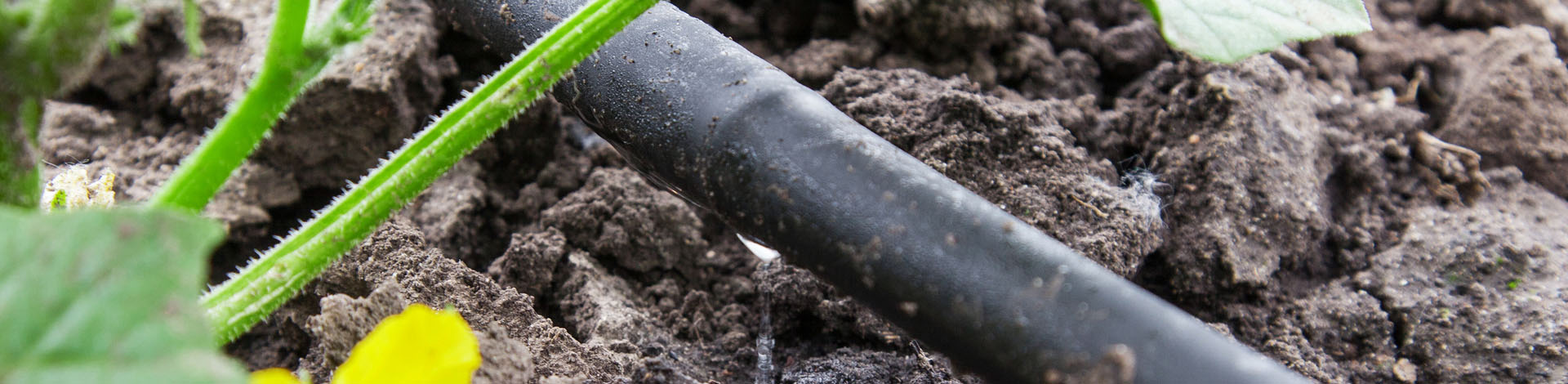 Een nieuwe standaard zetten met Agrolution | ICL Benelux