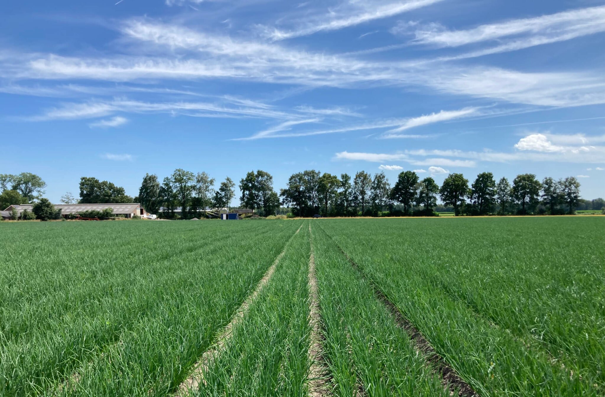 ICL ANZ: Growing Solutions for Crops, Plants & Turf Grass