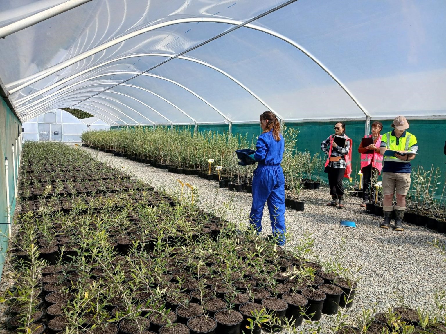 A Simple Goal: The Path to a Weed-Free Nursery | ICL ANZ