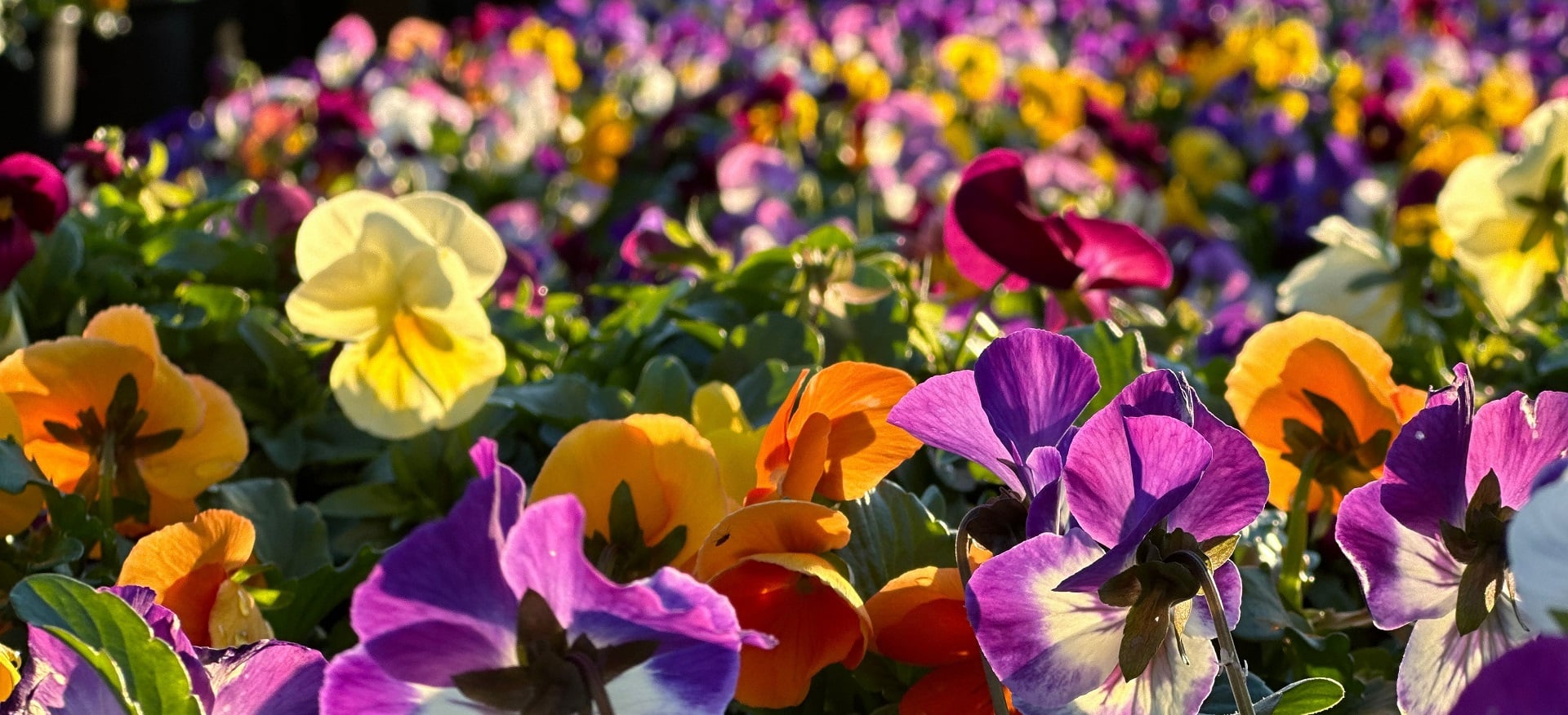 The Secret Life of Potting Mix | ICL ANZ
