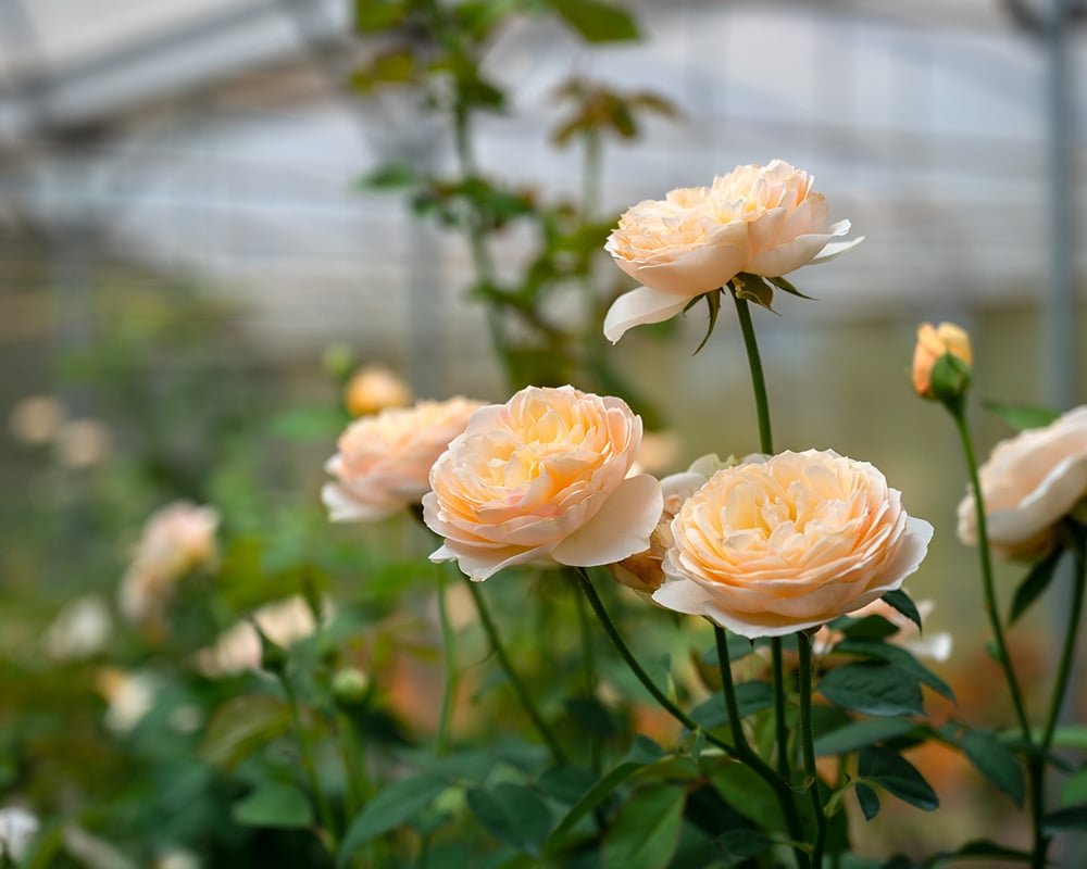 How to Stay Ahead of Fungal Pressure in Your Nursery | ICL ANZ