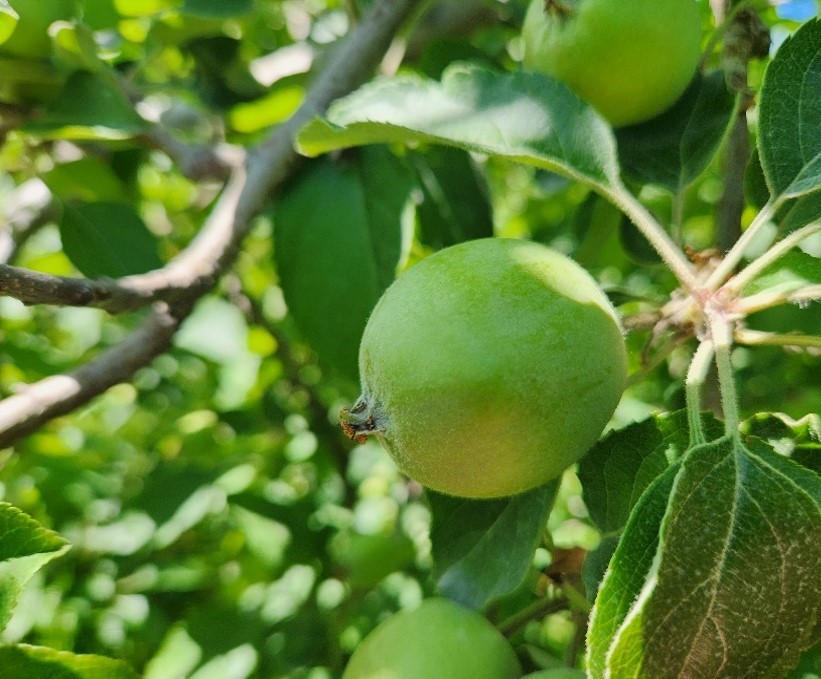 試験事例：BIOZオニキスパーマネントによるリンゴ収量性向上｜ICL 公式