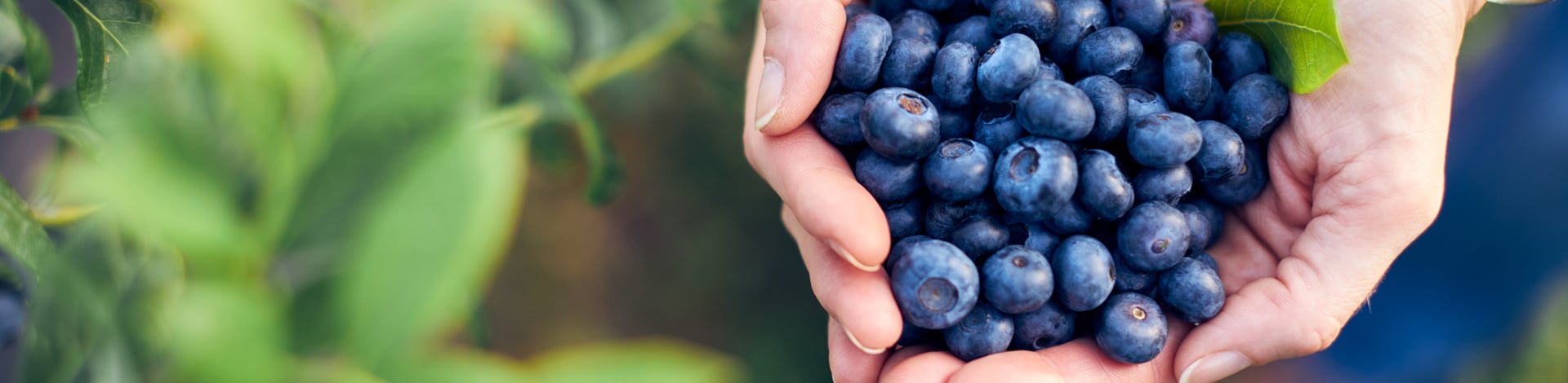 Fertilizantes para Blueberry (Arándano Azul) | ICL MX