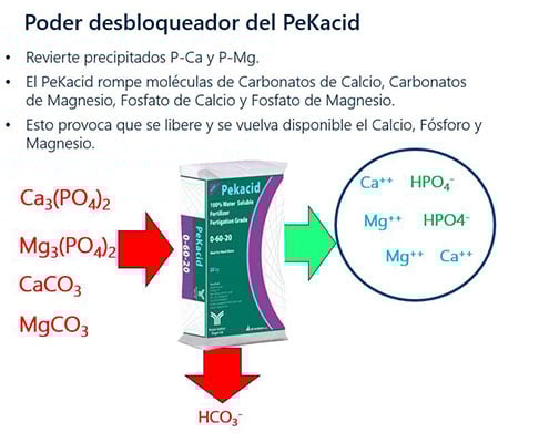Uso de los Fertilizantes Acidificantes | ICL MX