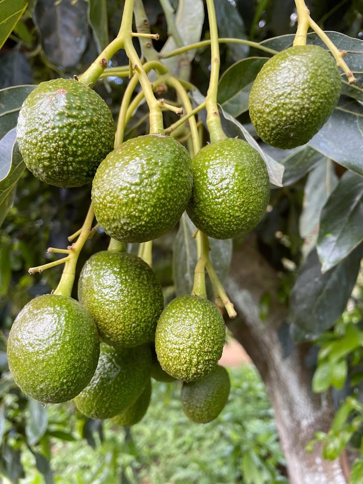 Fertilización Innovadora para Aguacate en Latinoamérica | ICL MX