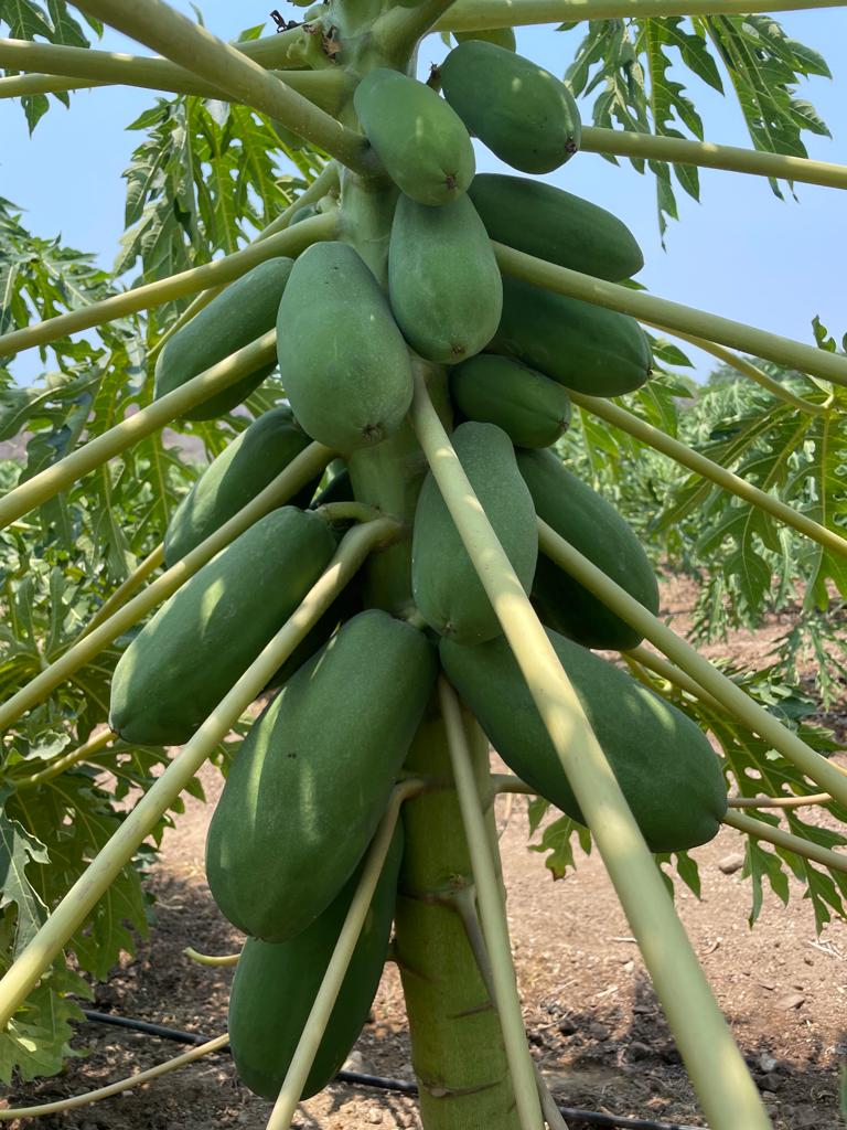 Gran Resultado de Productores de Papaya en México | ICL MX