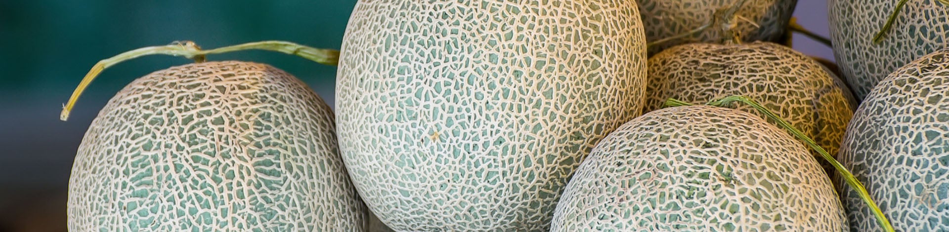 Fertilizantes para Melón – Nutrición del cultivo | ICL MX