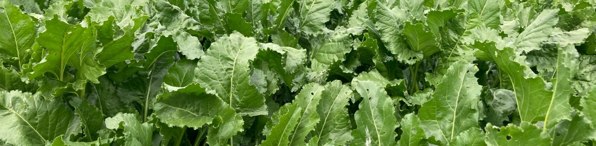 ¿Por qué se usa MKP foliar en todo el mundo? | ICL MX