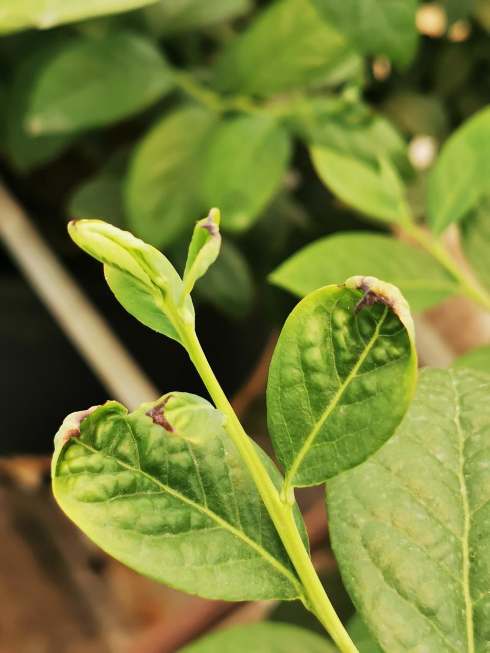 Deficiencia de Calcio en plantas y cultivos | ICL MX