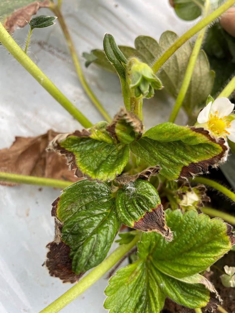 Deficiencia de Calcio en plantas y cultivos | ICL MX