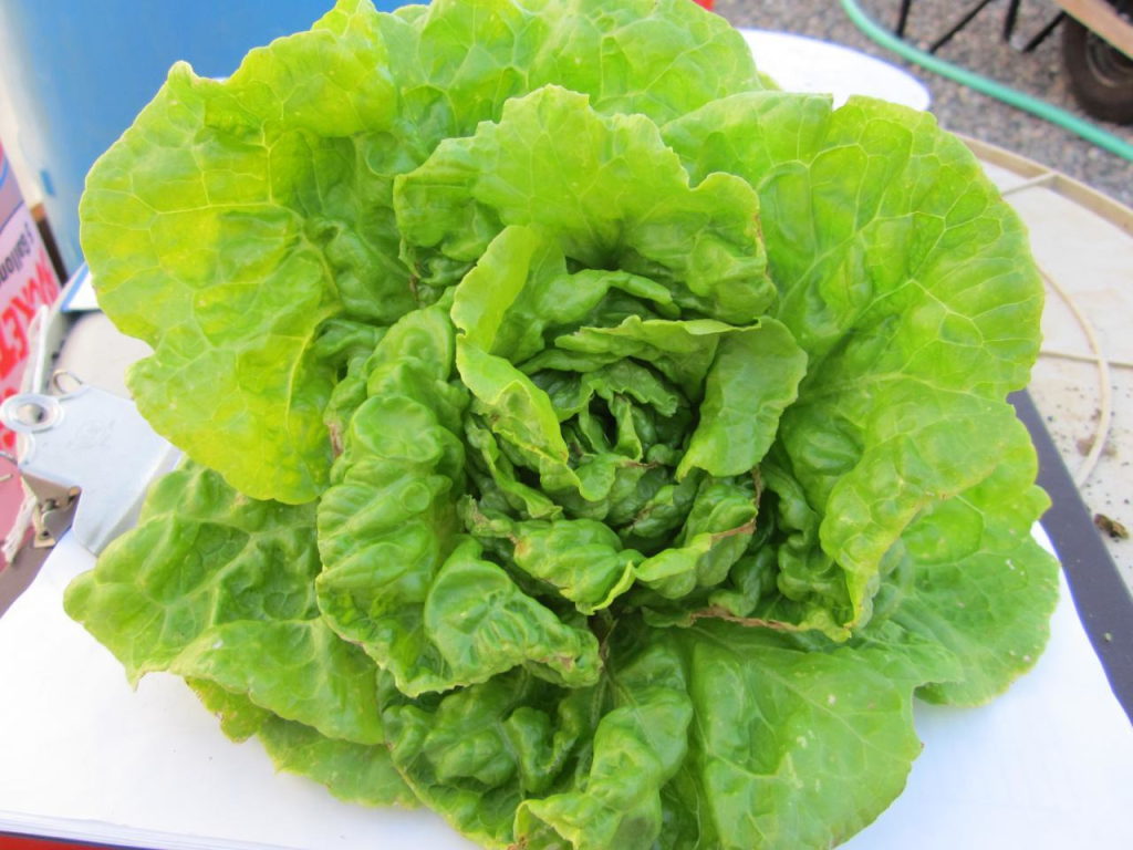 Deficiencia de Calcio en plantas y cultivos | ICL MX