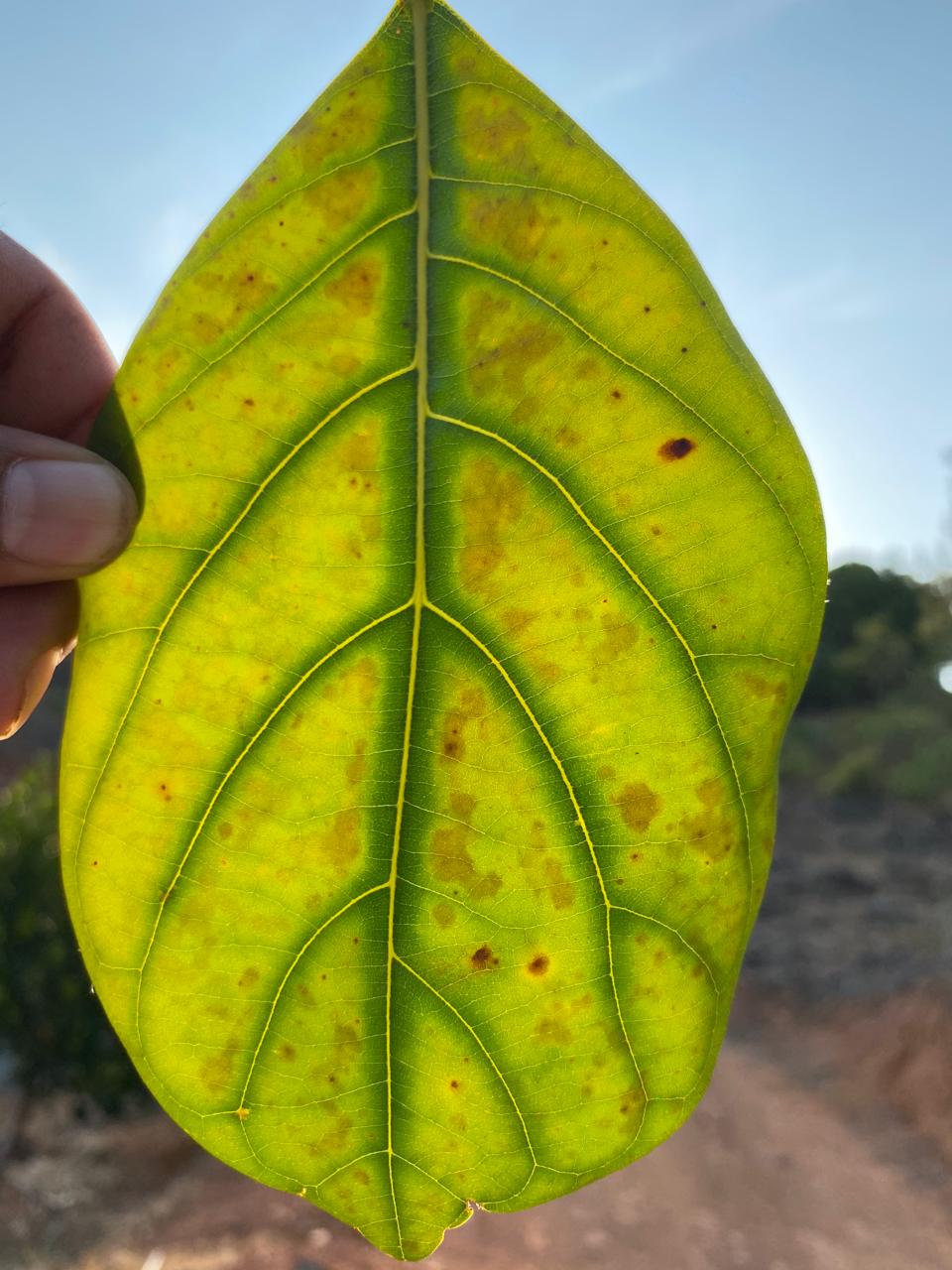 Deficiencia de Magnesio en plantas y cultivos | ICL MX