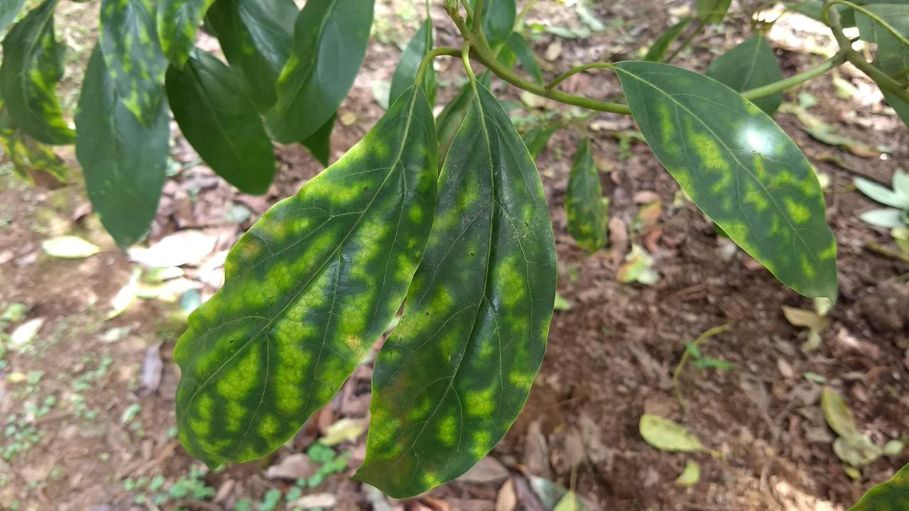 Deficiencia de Magnesio en plantas y cultivos | ICL MX