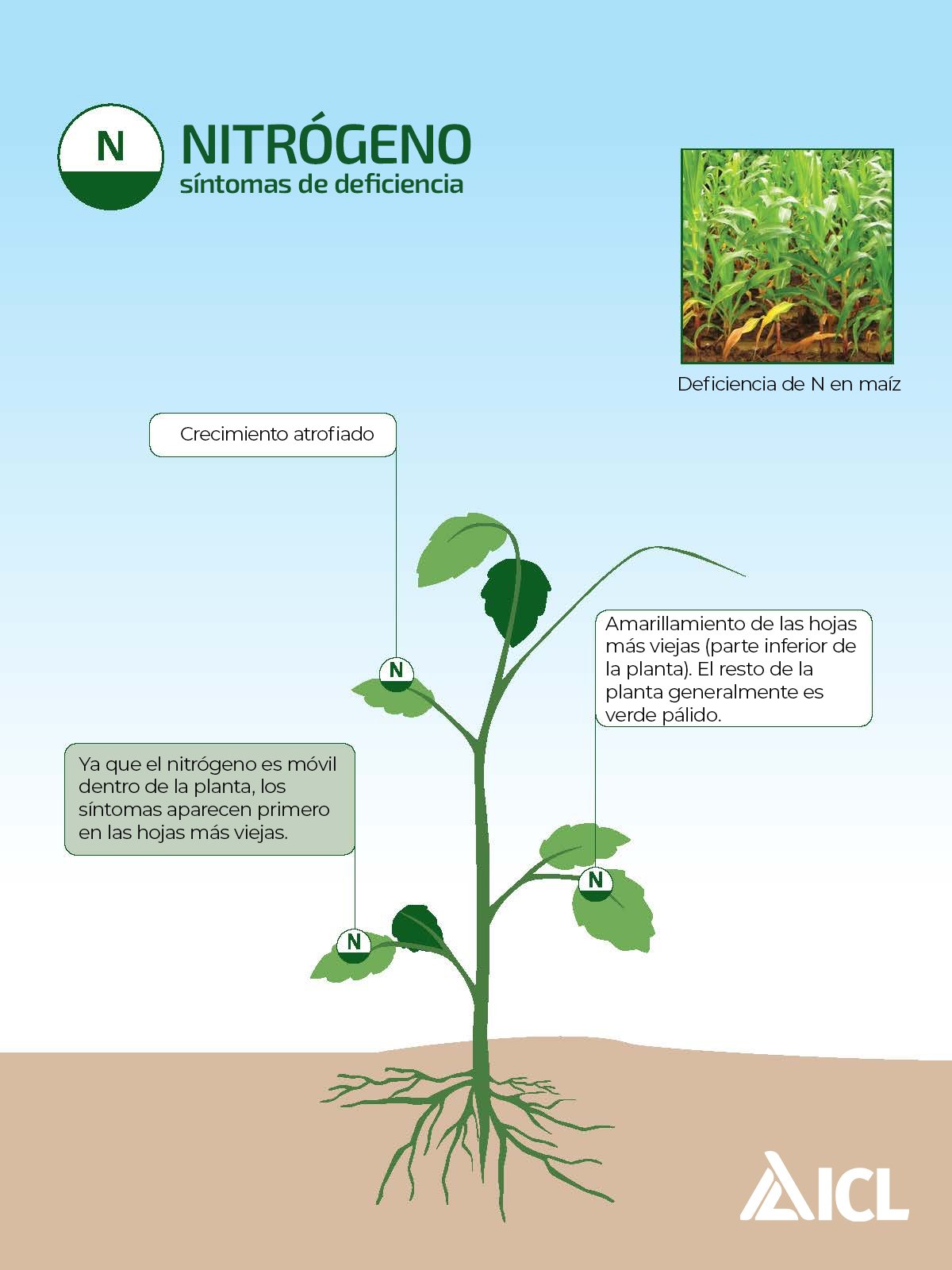 Entendiendo y Controlando la Deficiencia de Nitrógeno (N) | ICL MX