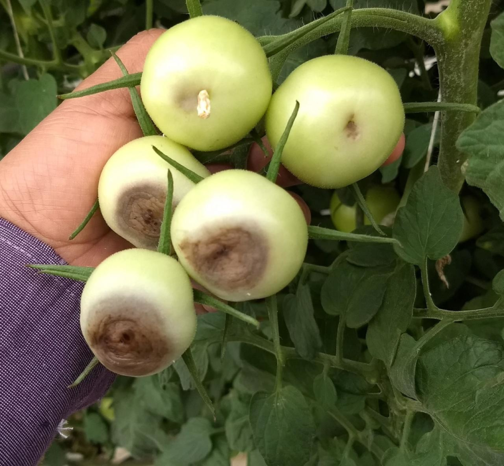 Deficiencias nutrimentales en las plantas | ICL MX