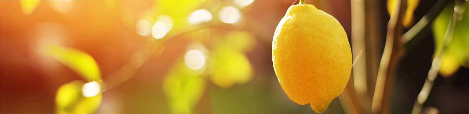 Nova PeKacid y Agrolution pHLow para mejorar rendimiento de limón | ICL MX