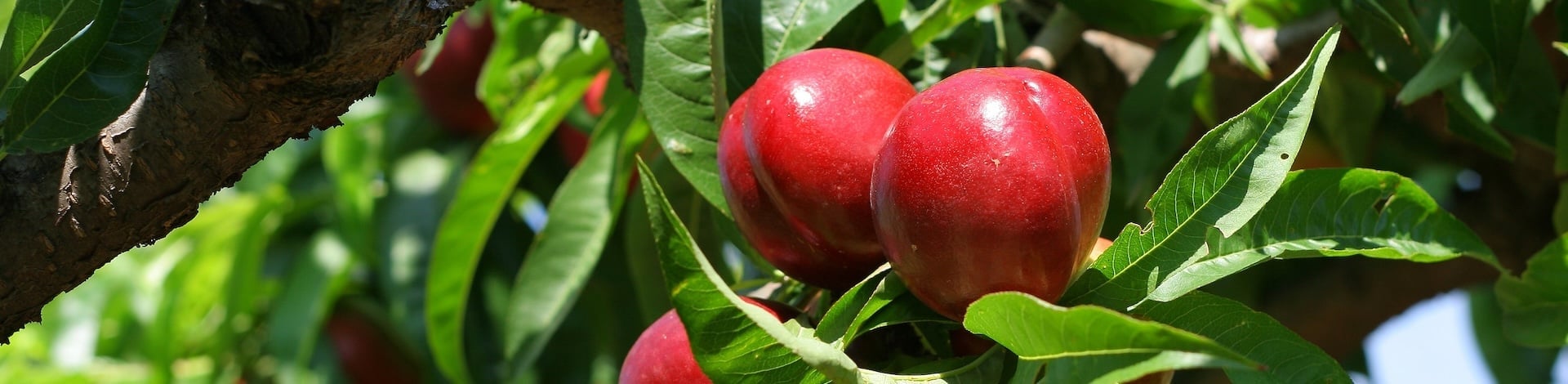 Fertilizantes para Nectarina – Nutrición del cultivo | ICL MX