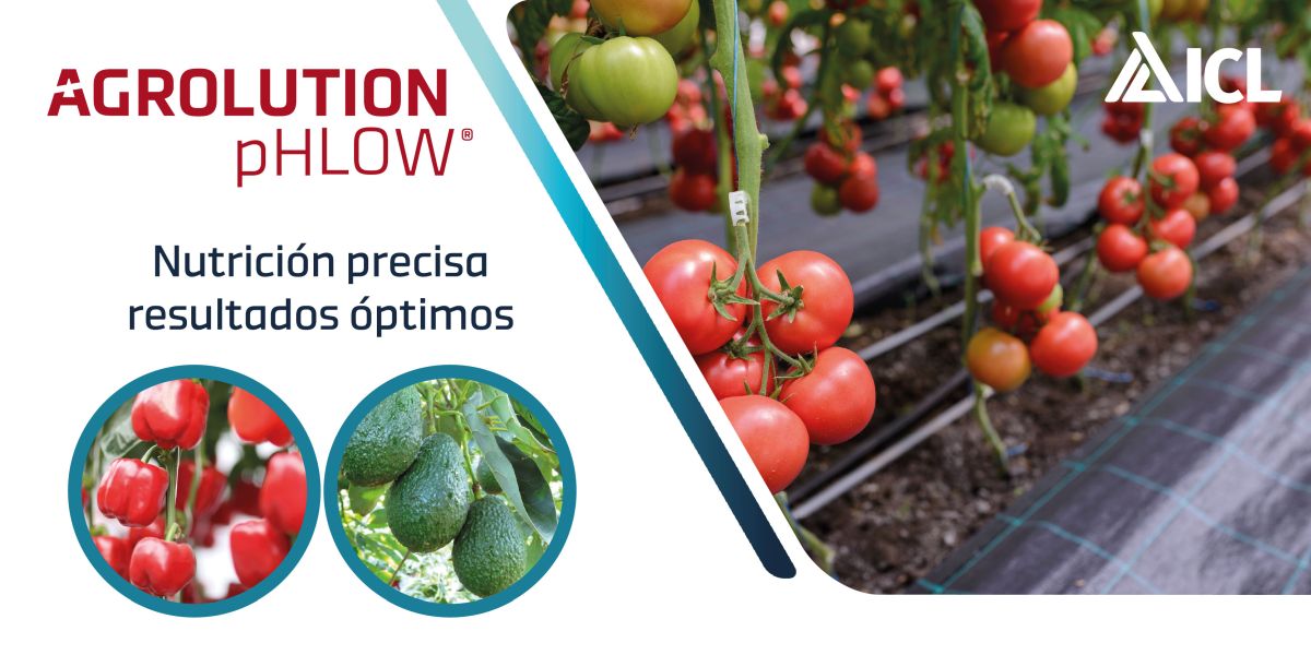 Fertilizantes de Reacción Ácida en la Fertirrigación | ICL MX