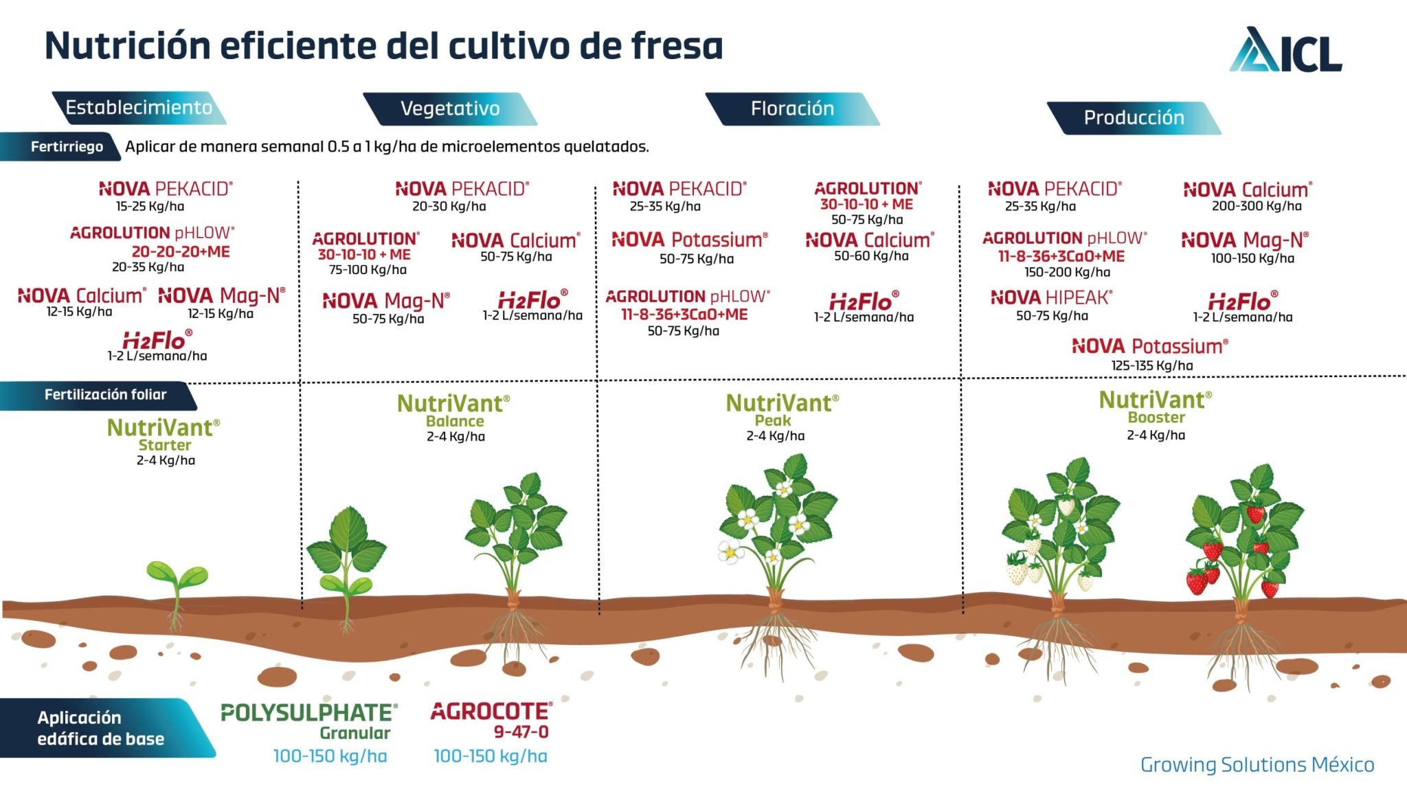Manejo Nutricional del Cultivo de la Fresa | ICL MX
