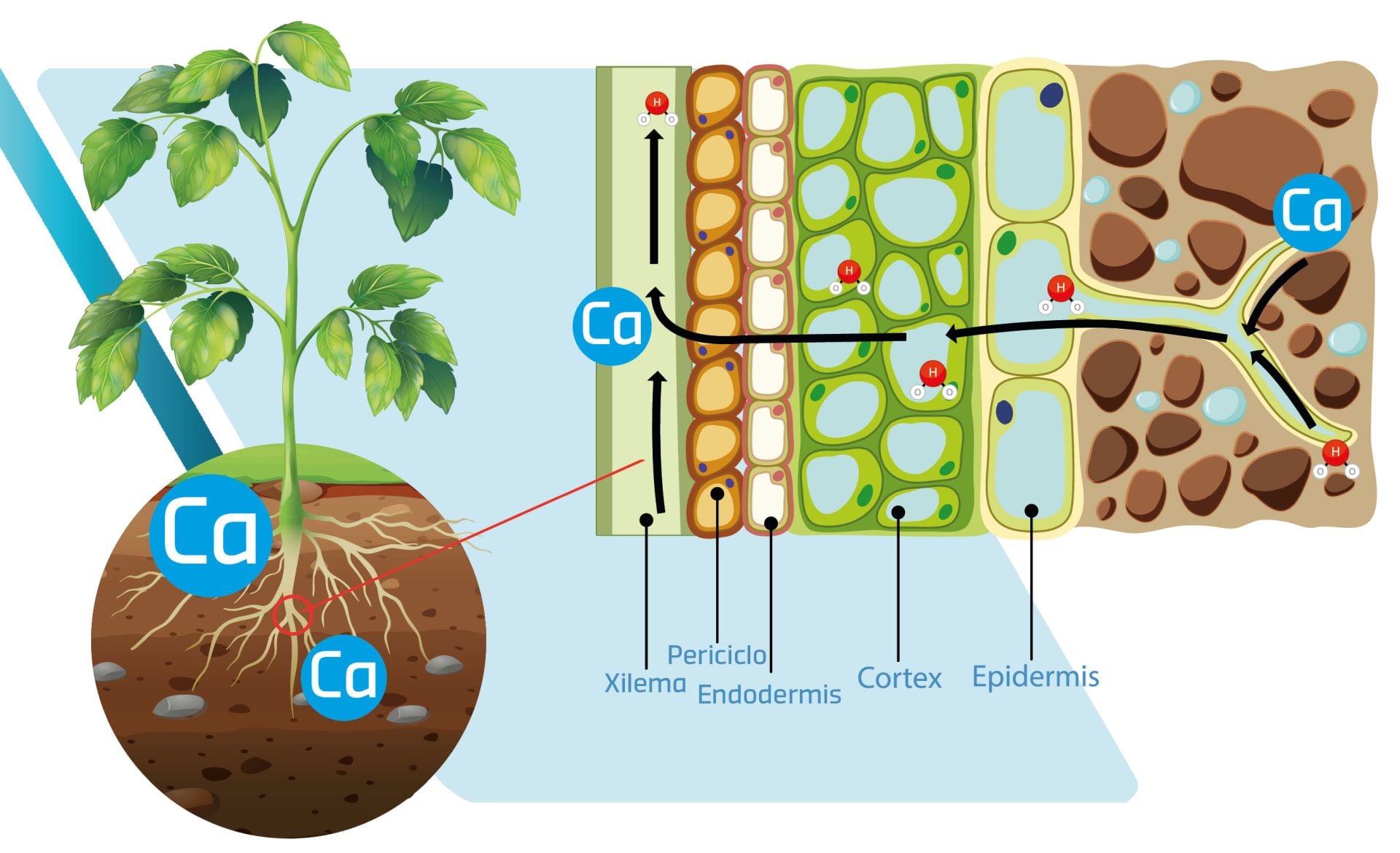 El calcio en el cultivo de tomate|CL MX