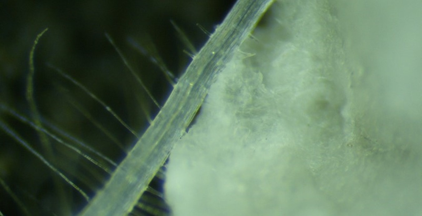Polysulphate, aliado para los microorganismos benéficos | ICL MX