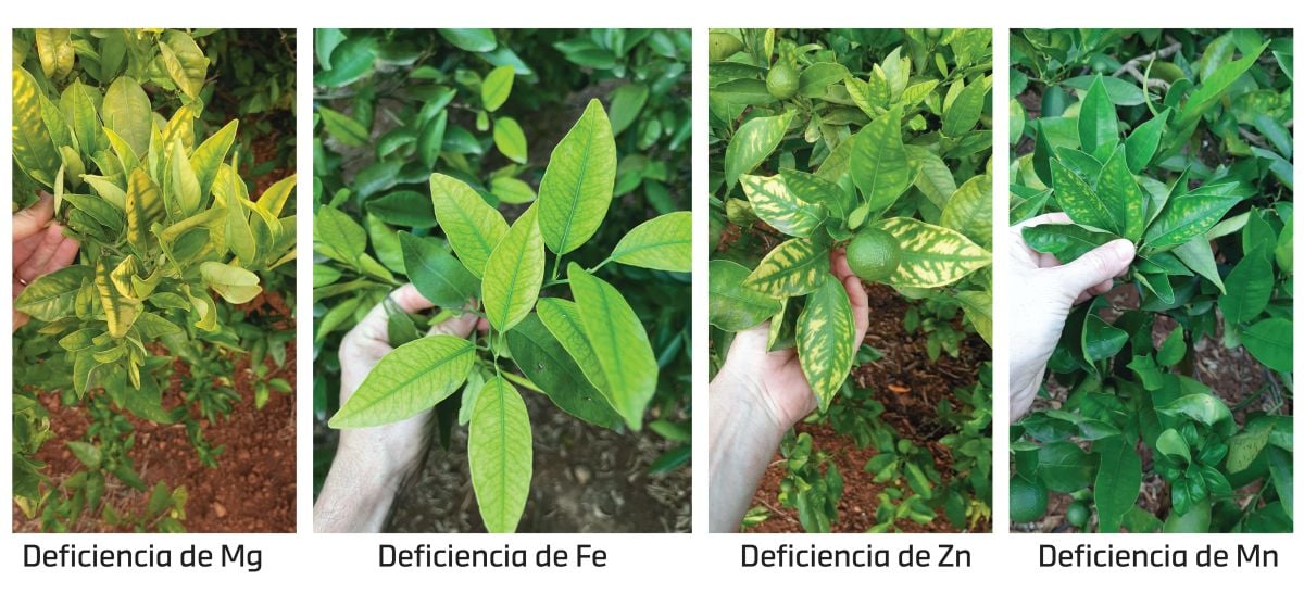 Nutrición para altos rendimientos en Cítricos | ICL MX