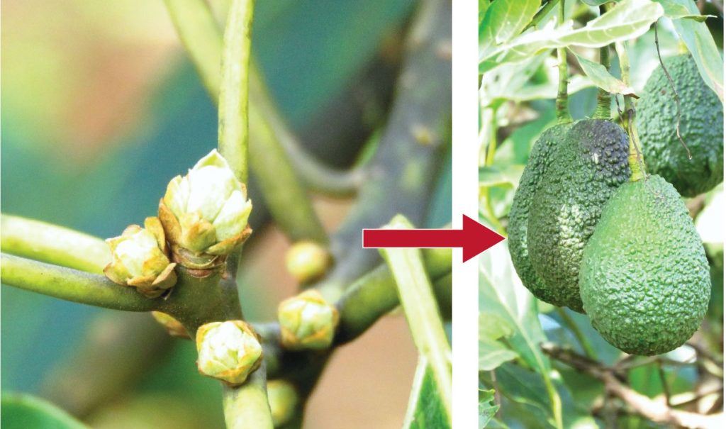 Manejo de la floración y amarre del aguacate | ICL MX