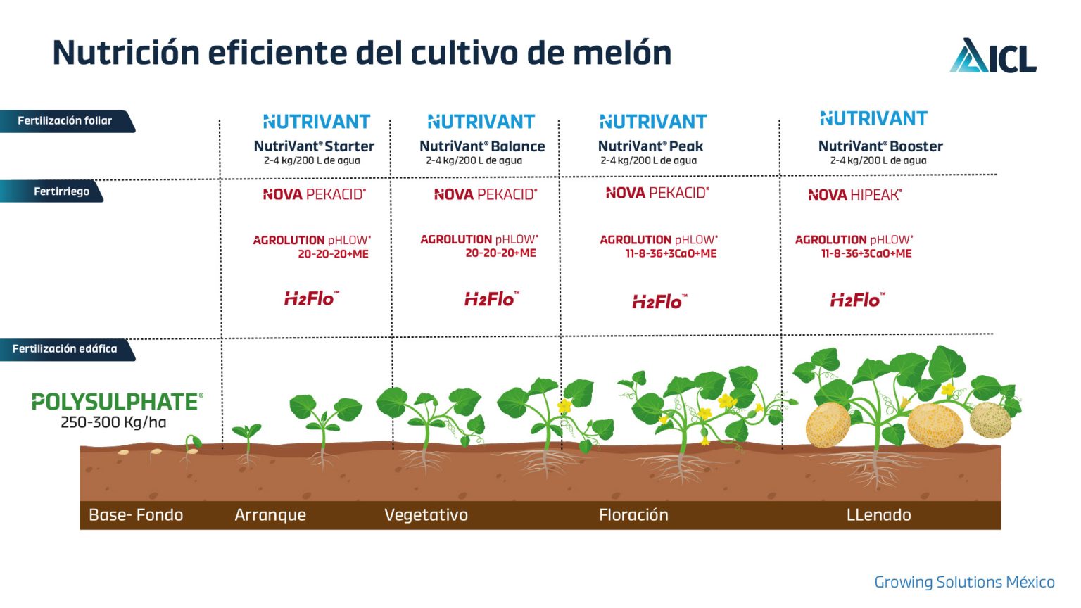 ¿Cómo mejorar el cuaje y el sabor del cultivo de melón? | ICL MX