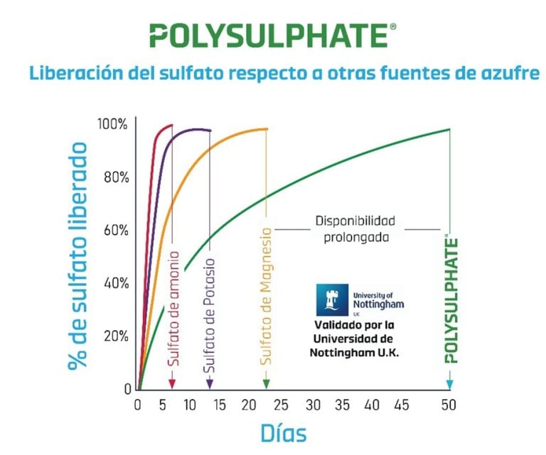Polysulphate: el fertilizante 4-en-1 | ICL MX