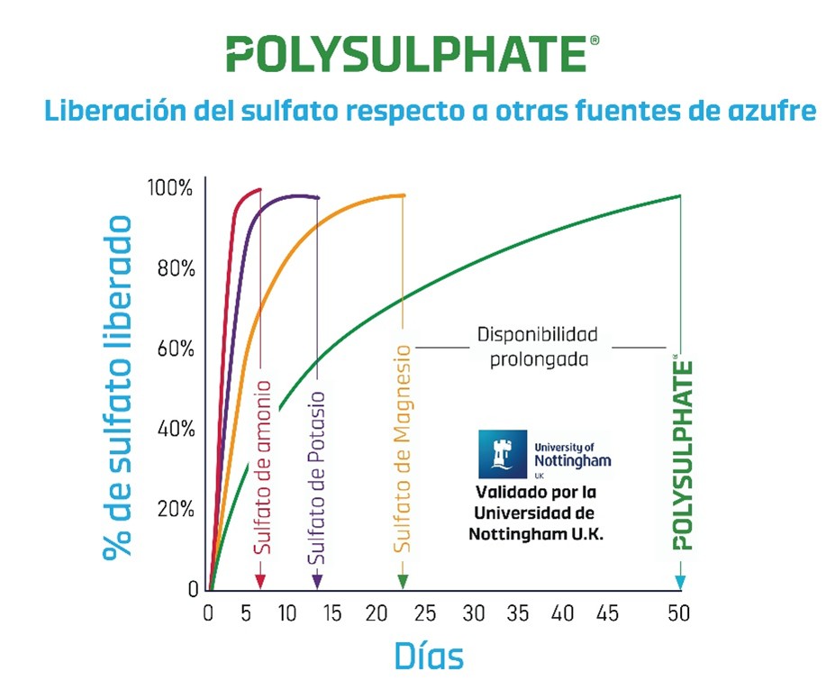 Polysulphate: el fertilizante 4-en-1 | ICL MX