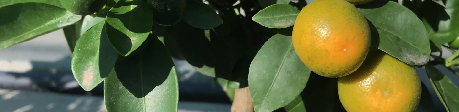 Nova CalPhos® Mejora rendimiento en Cítricos | ICL MX