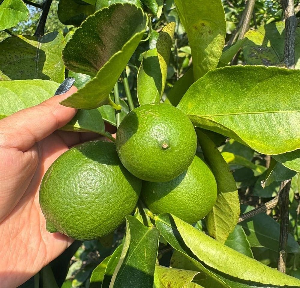 Nova CalPhos® Mejora rendimiento en Cítricos | ICL MX