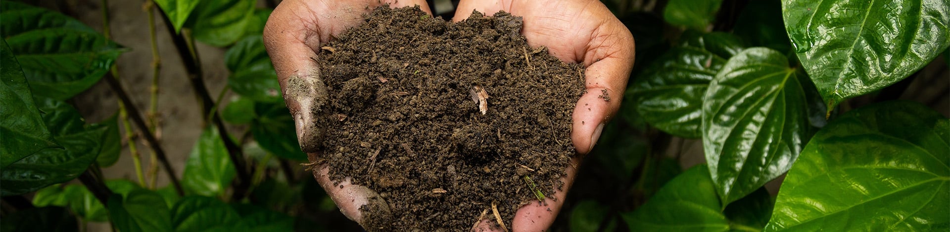 Prestop biofungicide can be growing media incorporated | ICL IE