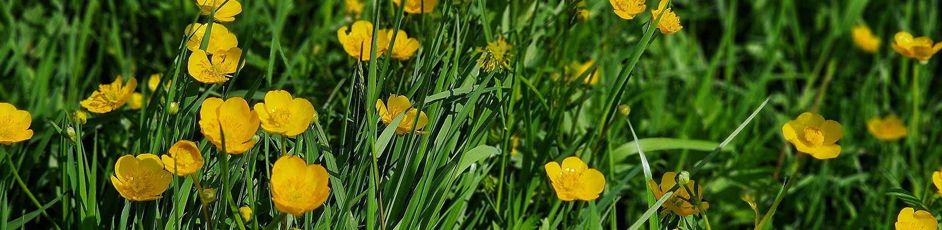 Creeping buttercup: Identification and Control Strategies | ICL IE