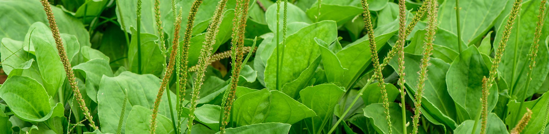 Greater plantain identification and control strategies | ICL IE