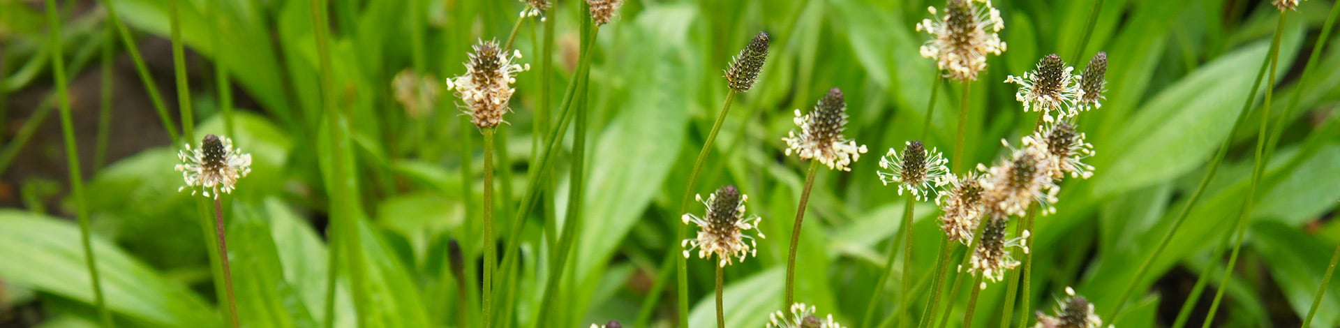 Ribwort plantain identification & control | ICL IE
