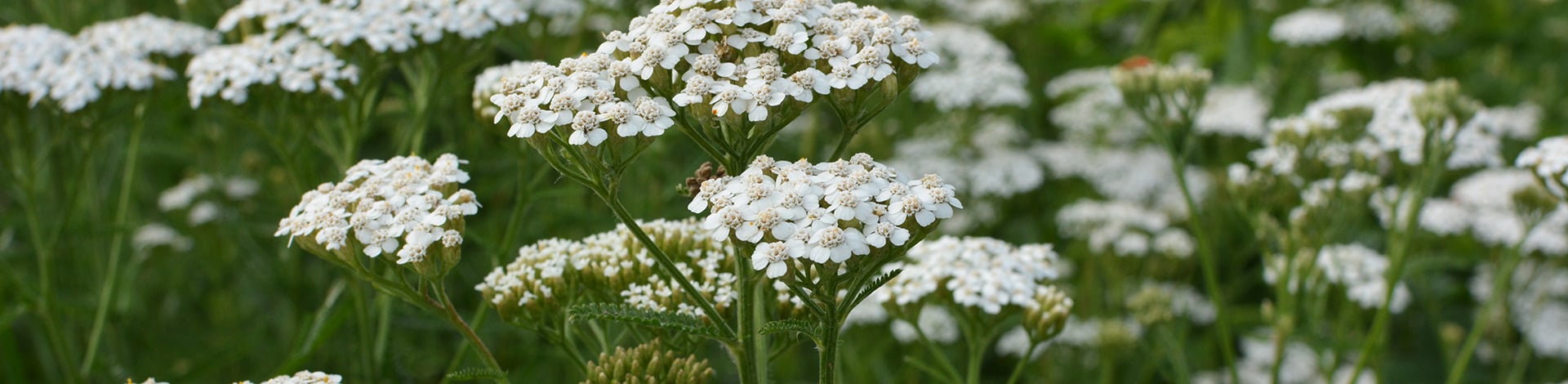 Yarrow Identification & Control: Effective Strategies for Turf ...