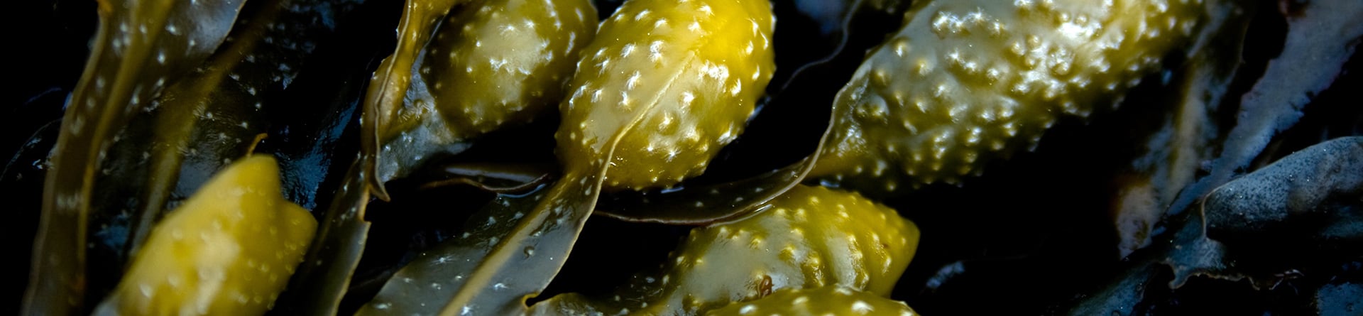 Understanding seaweed extraction methods: What the research tells us ...