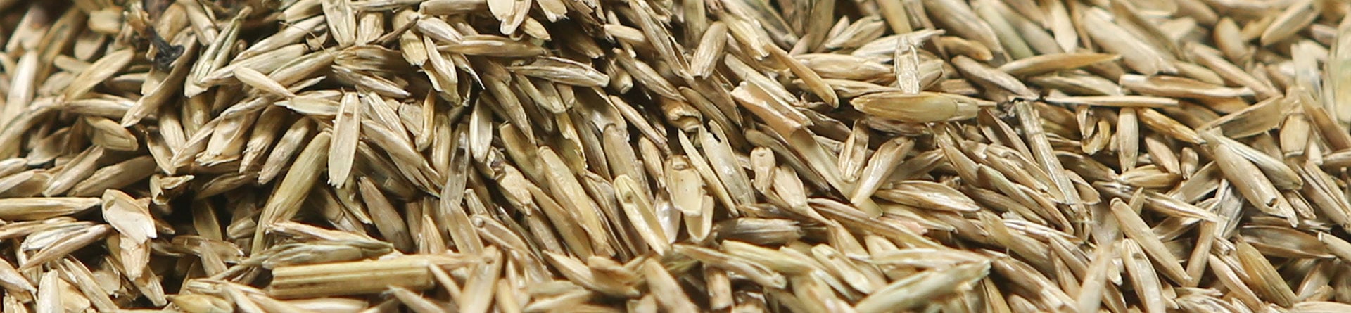 Ultimate Guide to Quality Turfgrass Varieties | ICL IE
