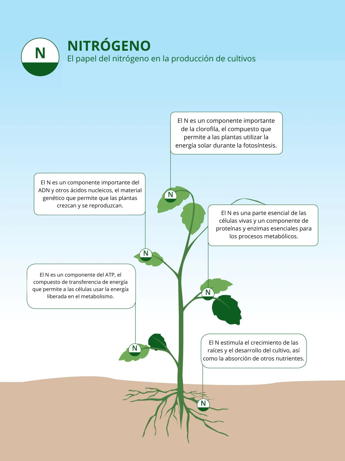 La importancia del nitrógeno en la nutrición vegetal | ICL LATAM