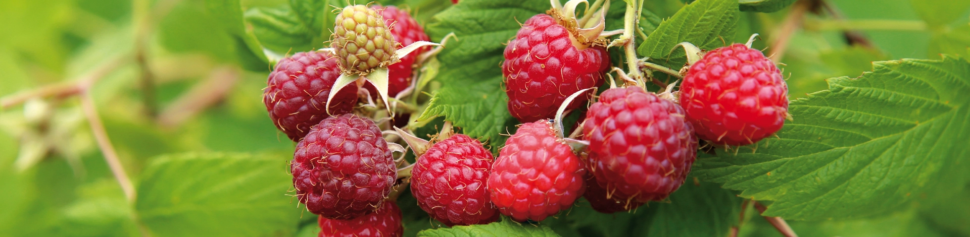 Uprawa maliny – nawozy do malin | ICL Polska