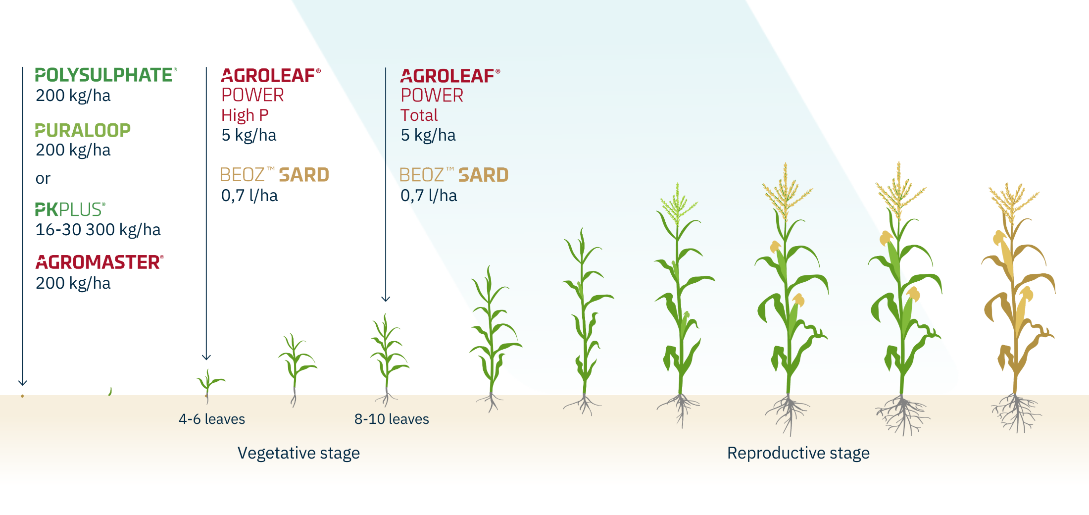 Program nawożeniowy Clockwork dla kukurydzy | ICL Polska