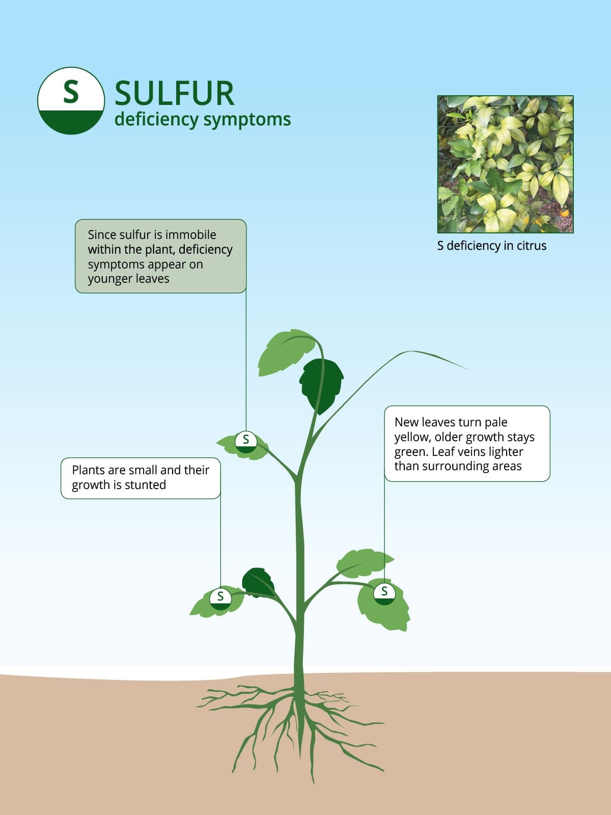 What are Sulphur Fertilizers : all products & resources | ICL India