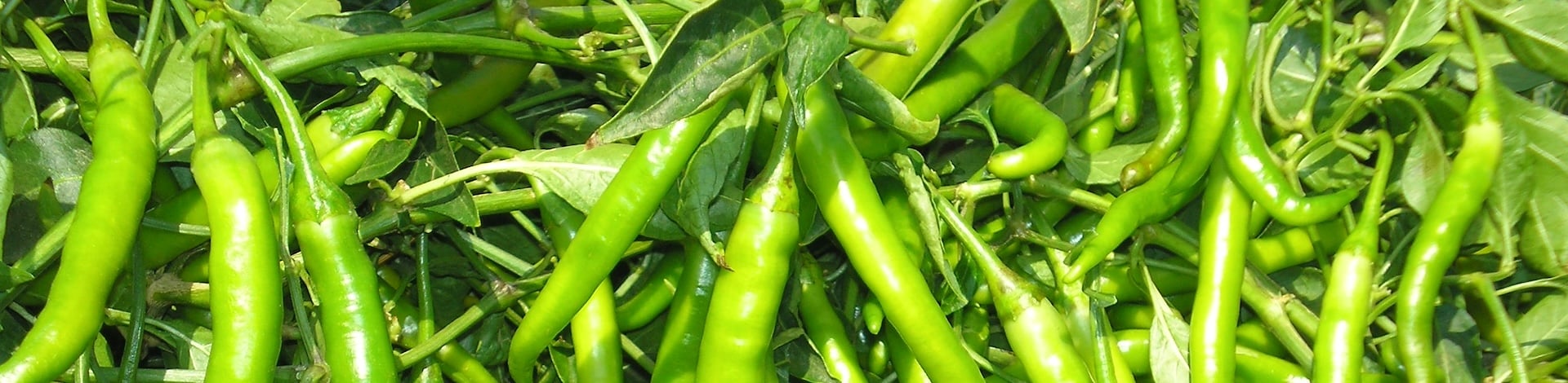 Growing Chili - Fertilizers for Chili | ICL India