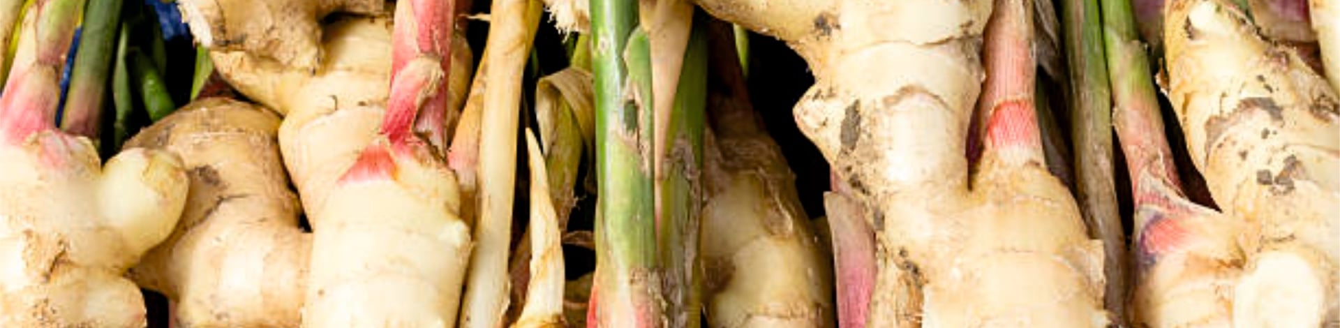 Growing Ginger - Fertilizers for Ginger | ICL India