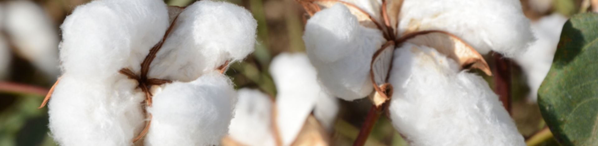 Cotton Cultivation - Fertilizers and Crop Nutrition Guide | ICL India